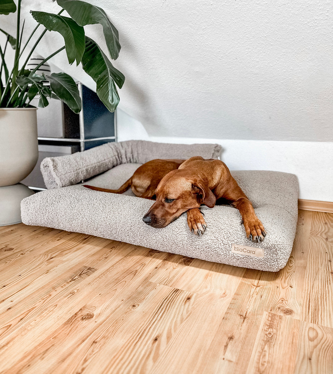 SCADI • LIVING WITH DOGS