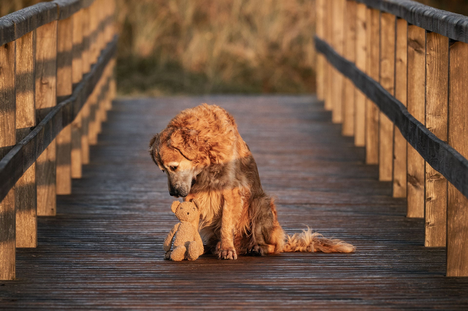 SCADI • LIVING WITH DOGS