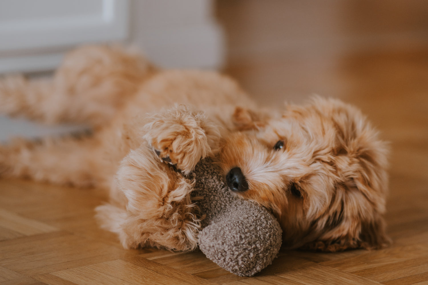 SCADI • LIVING WITH DOGS