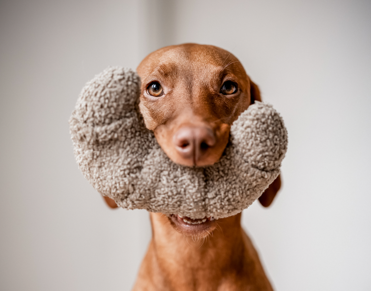 SCADI • LIVING WITH DOGS