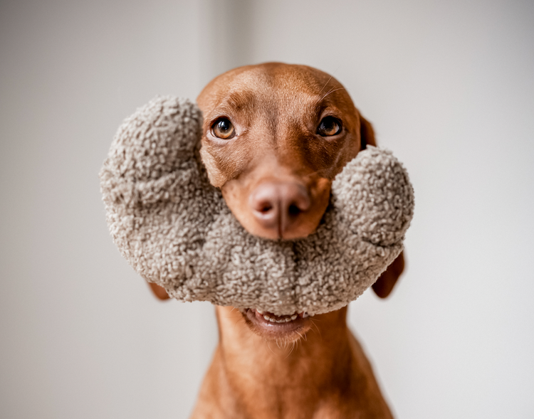 SCADI • LIVING WITH DOGS