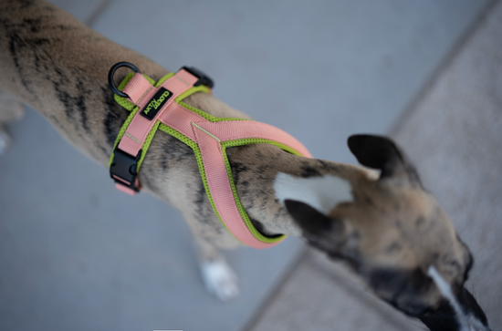 SCADI • LIVING WITH DOGS