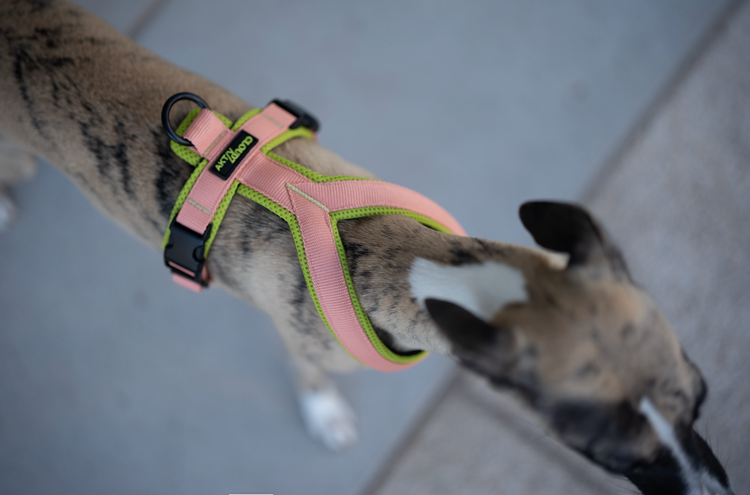 SCADI • LIVING WITH DOGS