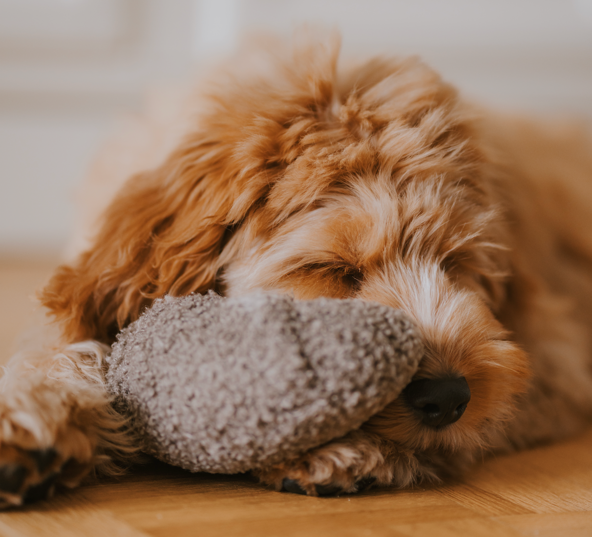 SCADI • LIVING WITH DOGS