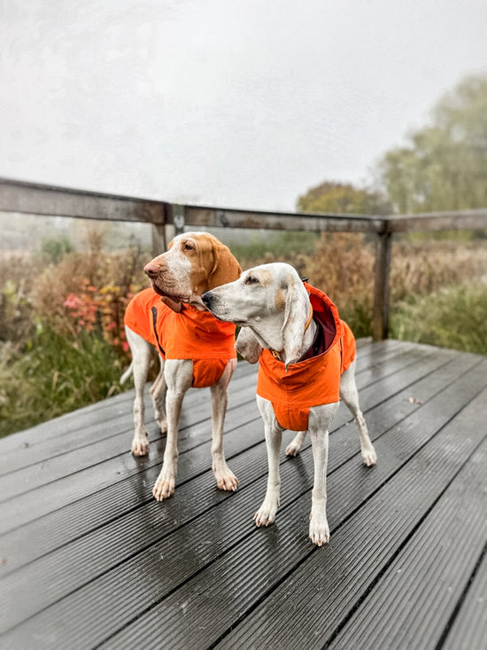 SCADI • LIVING WITH DOGS