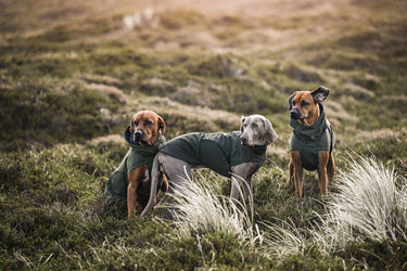 SCADI • LIVING WITH DOGS