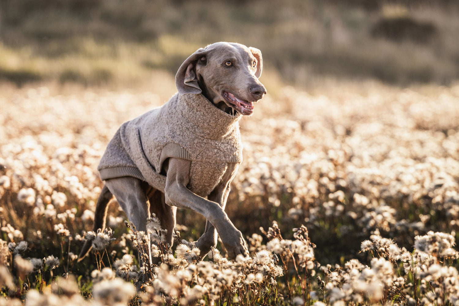 SCADI • LIVING WITH DOGS