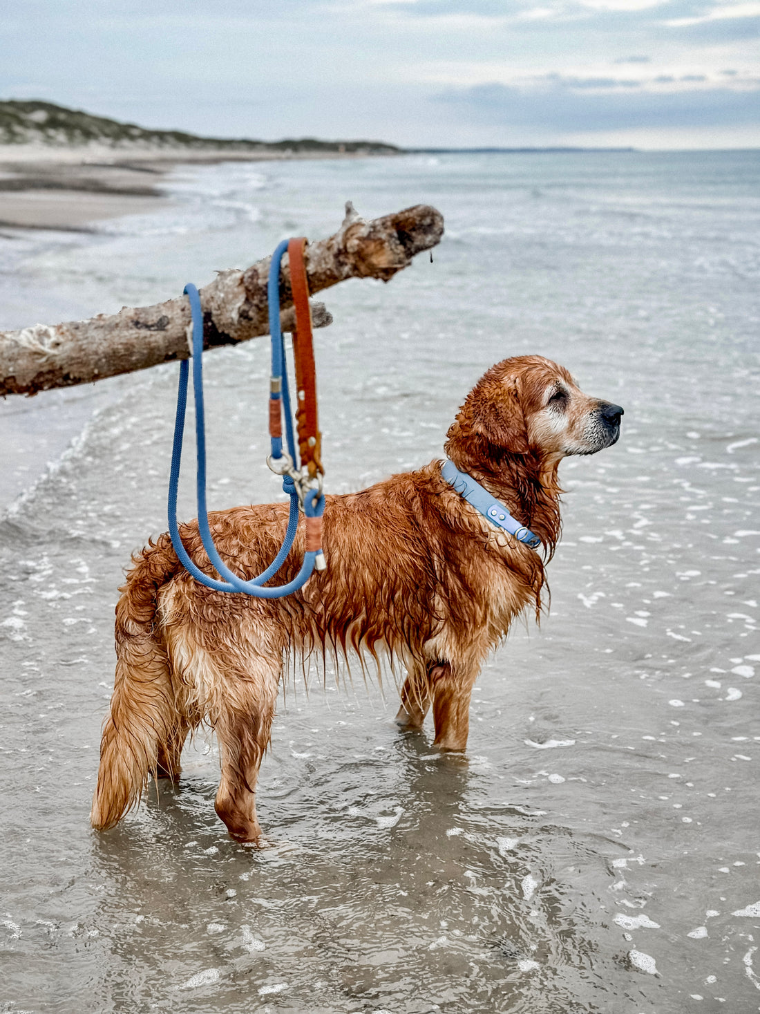 SCADI • LIVING WITH DOGS