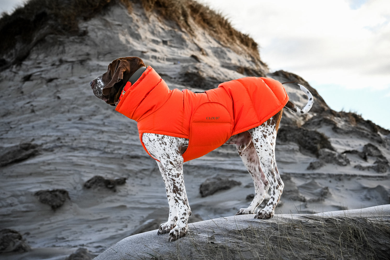 SCADI • LIVING WITH DOGS